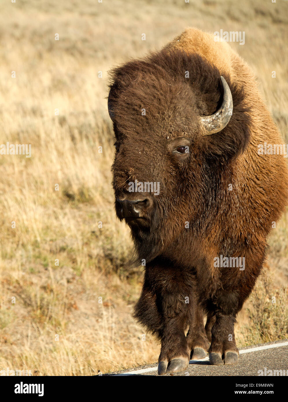 Closeup bison hi-res stock photography and images - Alamy