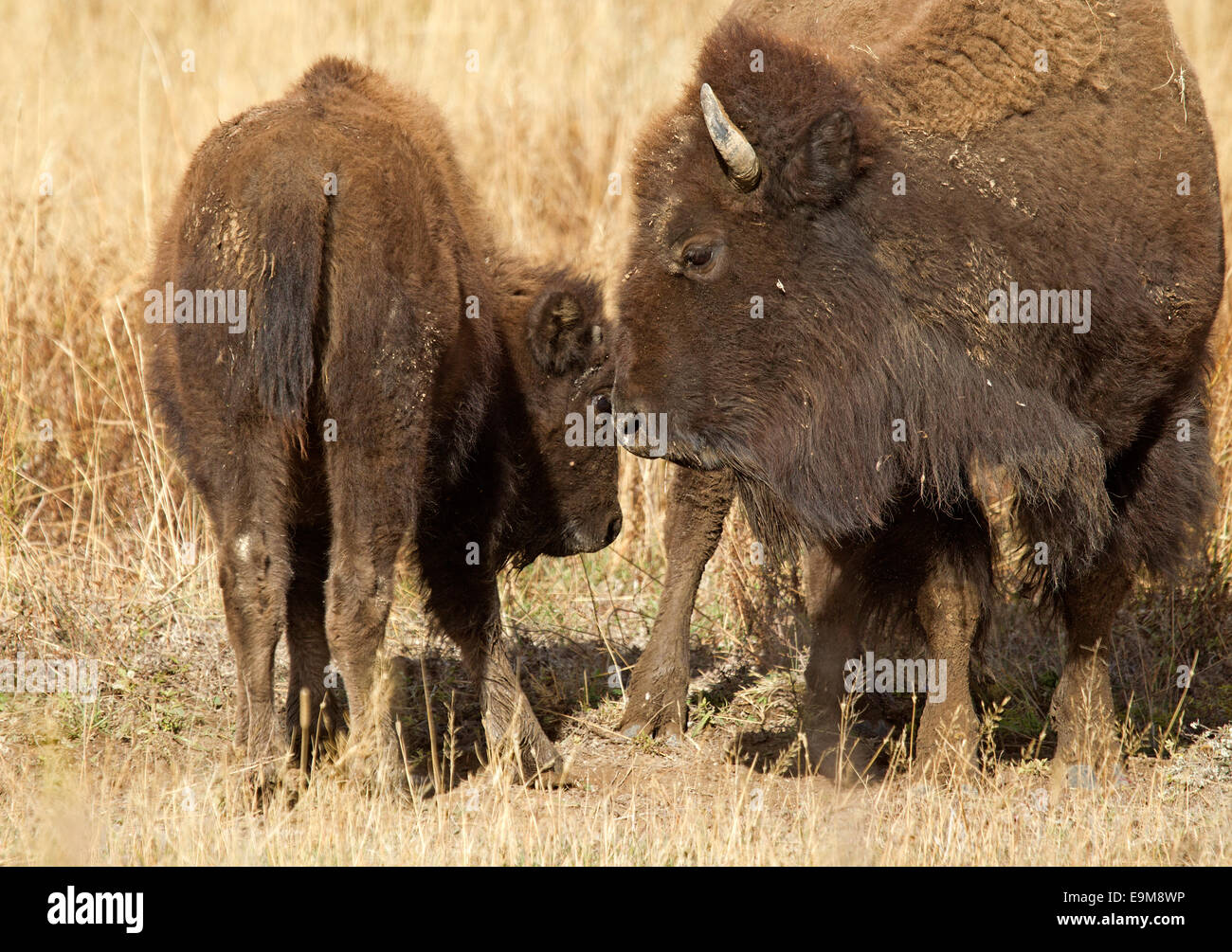 Bison cow with calf hi-res stock photography and images - Alamy