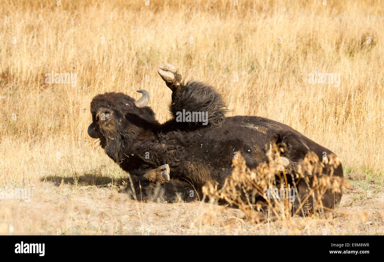 Bison Rolling on the Ground Taking a Dust Bath Stock Photo - Alamy