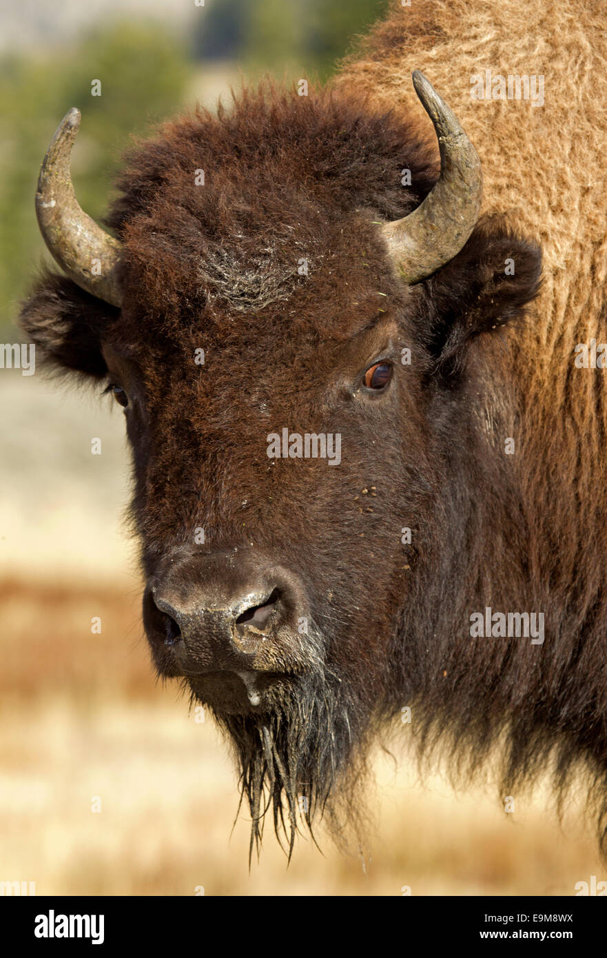 Bison head closeup hi-res stock photography and images - Alamy