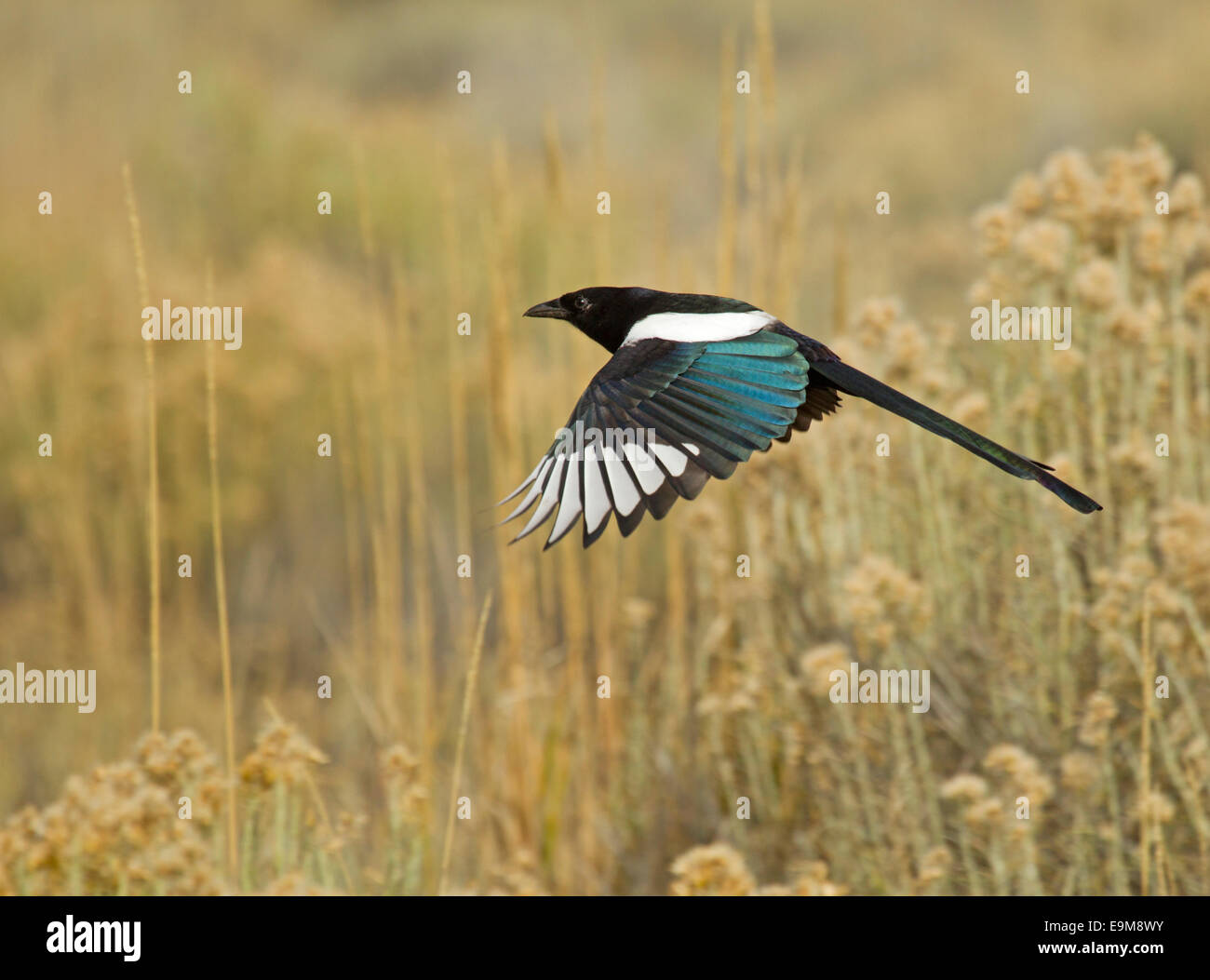 Black billed Magpie in Flight Stock Photo - Alamy