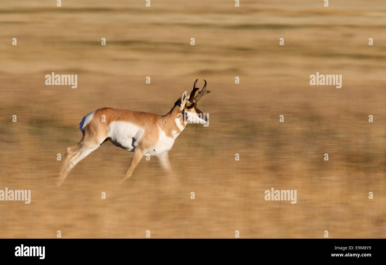 Pronghorn antelope running hi-res stock photography and images - Alamy