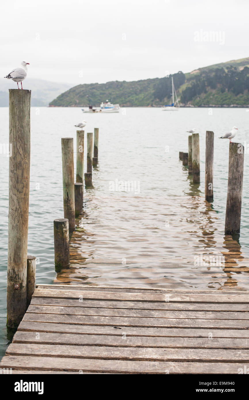 Flooded jetty, Akaroa Stock Photo - Alamy