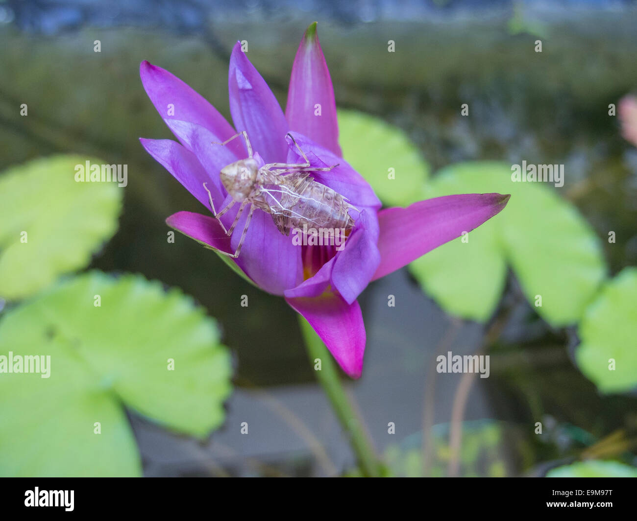 Dragonfly nymph shell on lotus flower in nature Stock Photo - Alamy