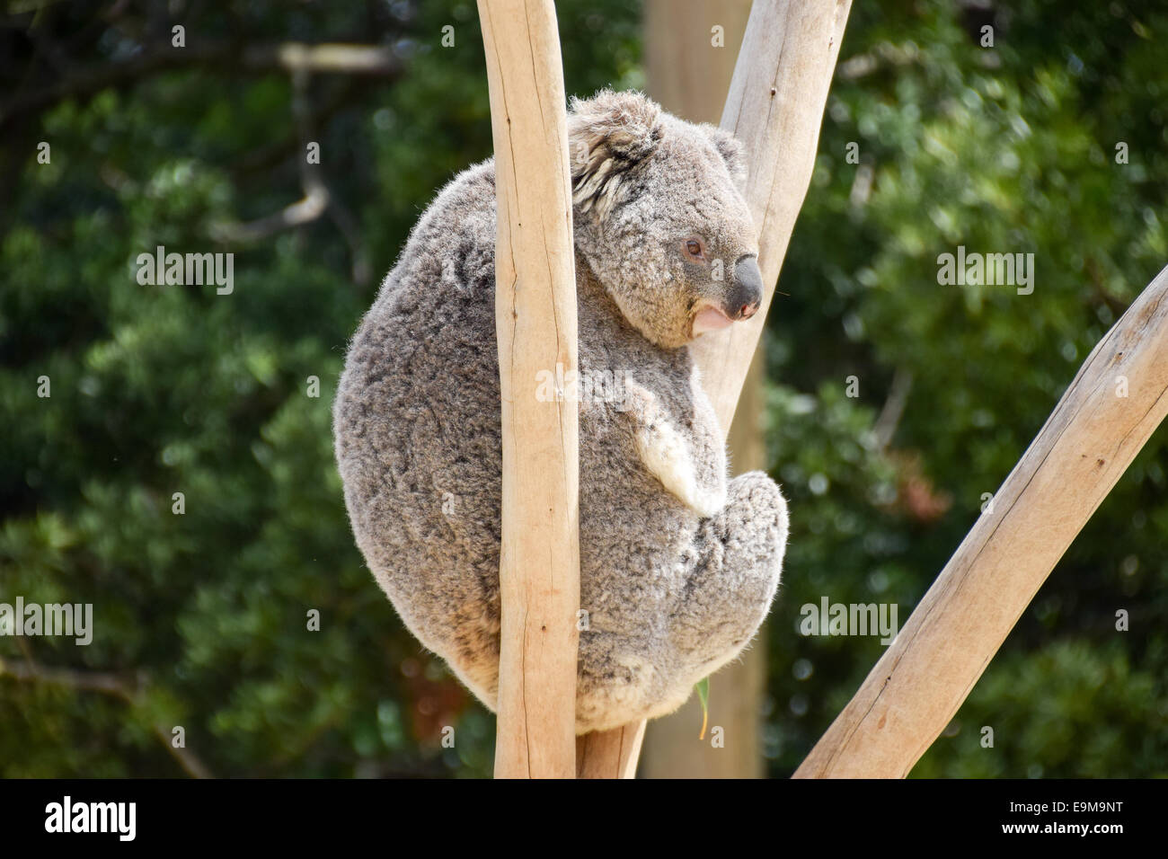 Koala belly hi-res stock photography and images - Alamy