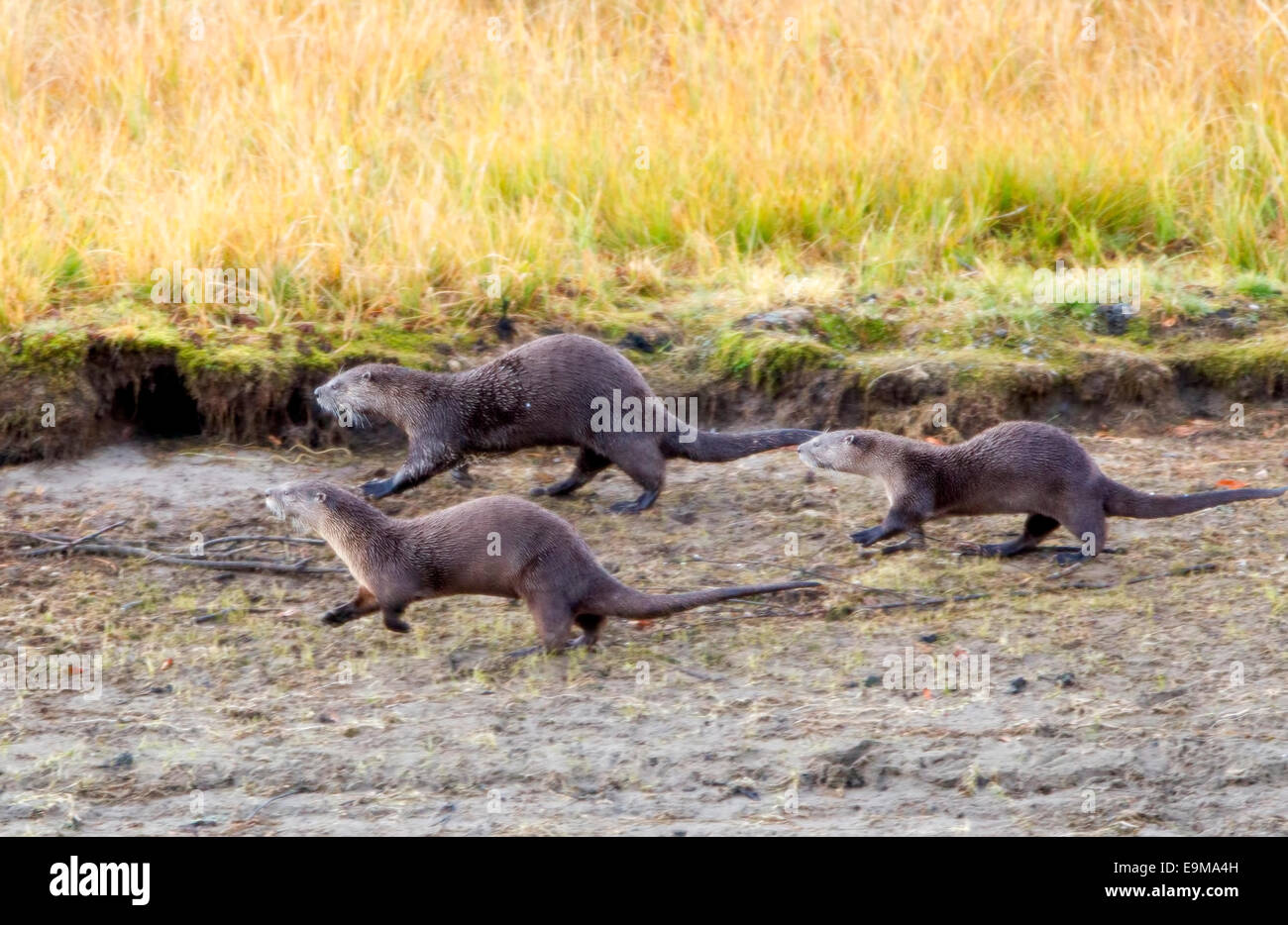 Three River Otters Running Stock Photo - Alamy