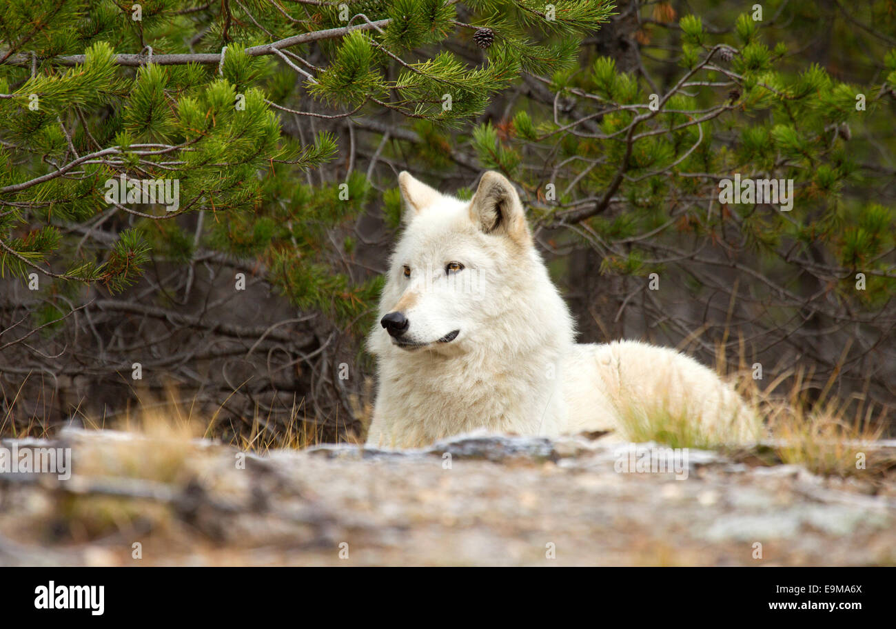 Yellowstone National Park Wolf Photo Yellowstone Wolves In the Wild ...