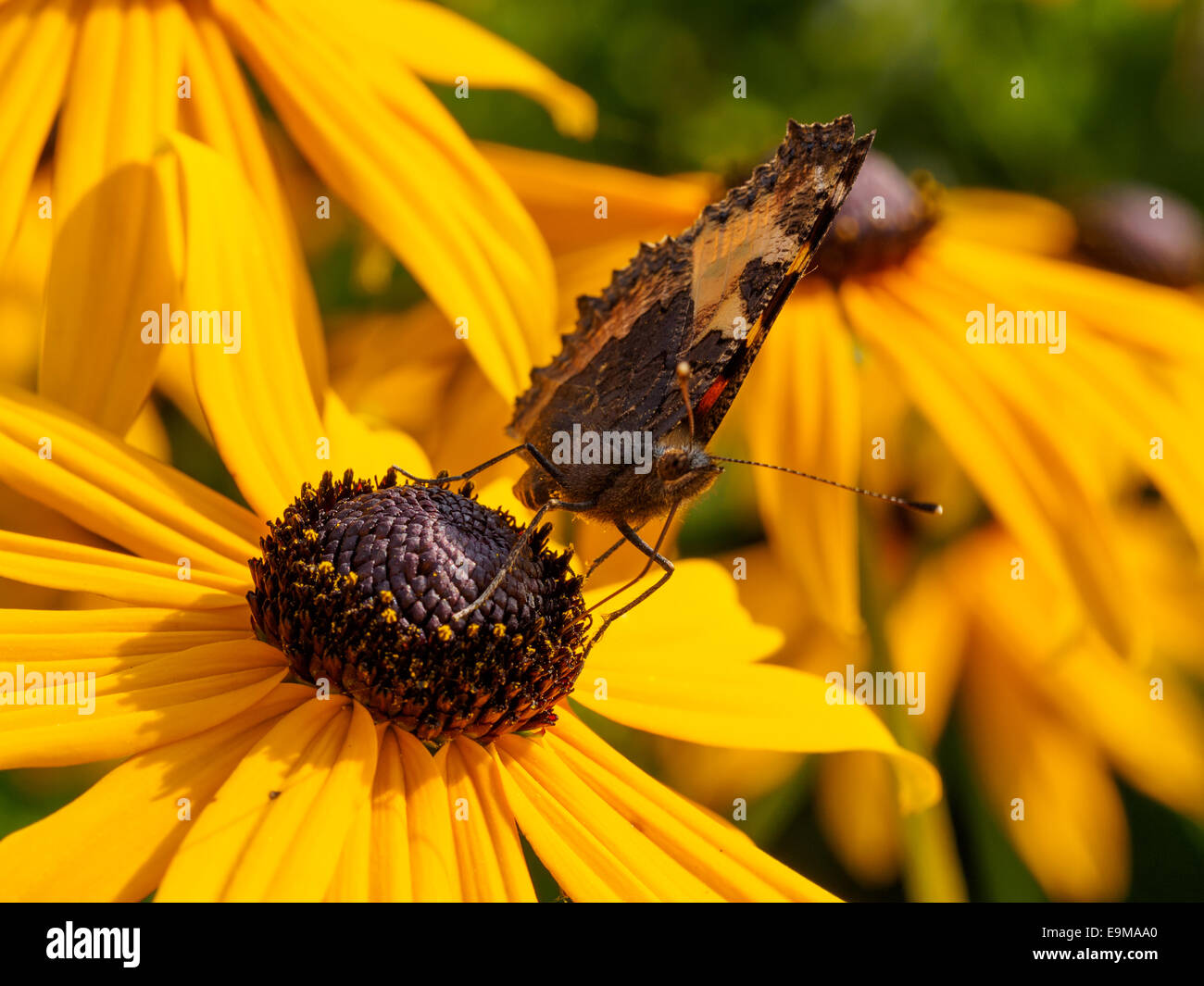 Creative butterfly hi-res stock photography and images - Alamy