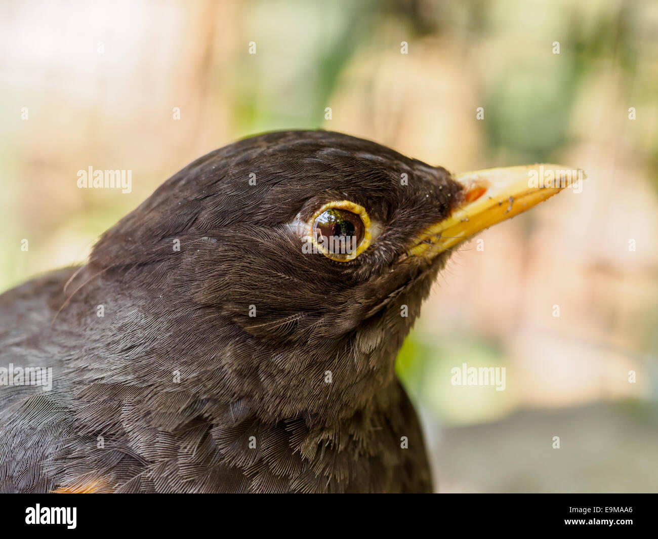 Thrush bird hi-res stock photography and images - Alamy