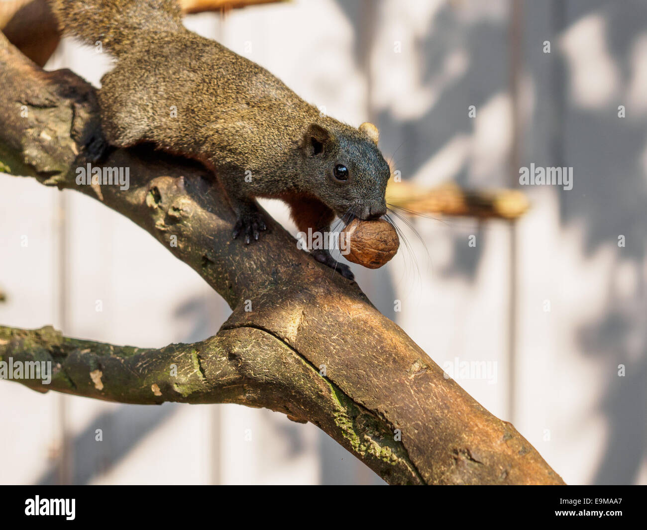 Large brown squirrel running over a branch with a walnut in his mouth ...