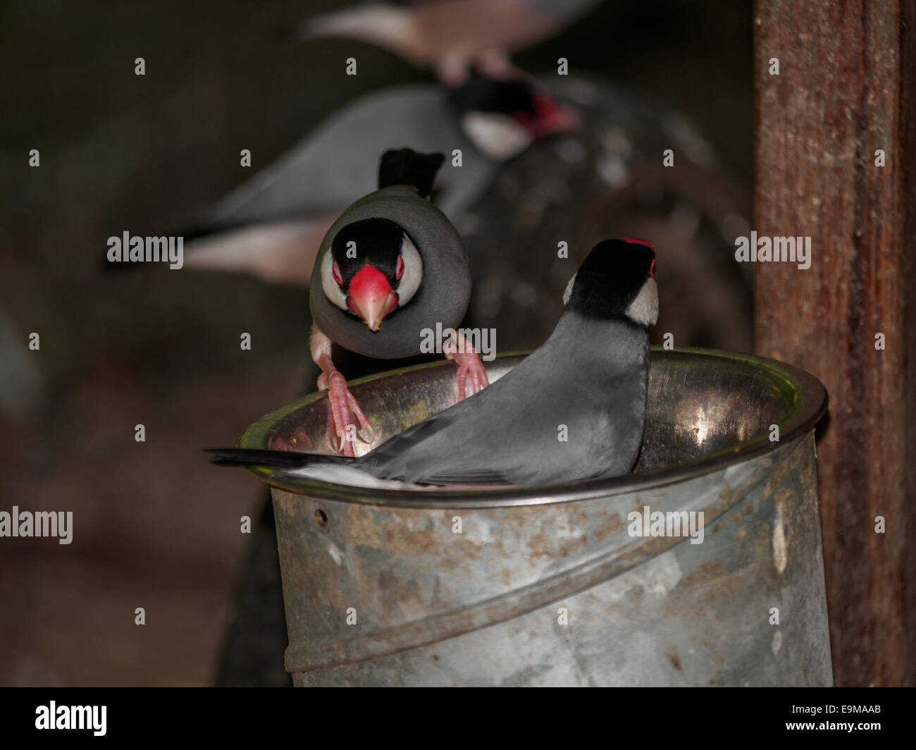 Playful Java rice birds grabbing food from a metal bucket Stock Photo ...