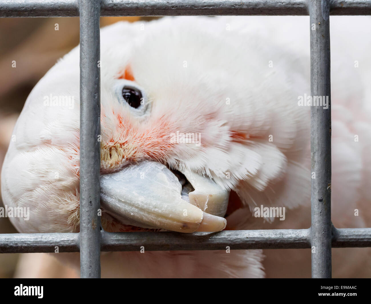 Curious white parrot chewing away at metal bars Stock Photo - Alamy