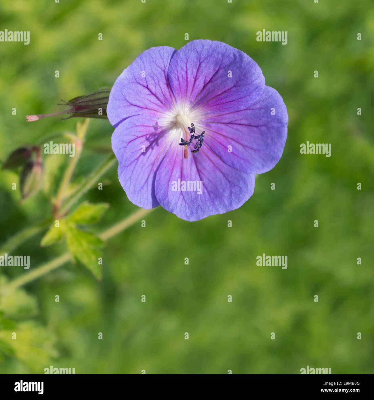 Blue Geranium flower in nature Stock Photo - Alamy