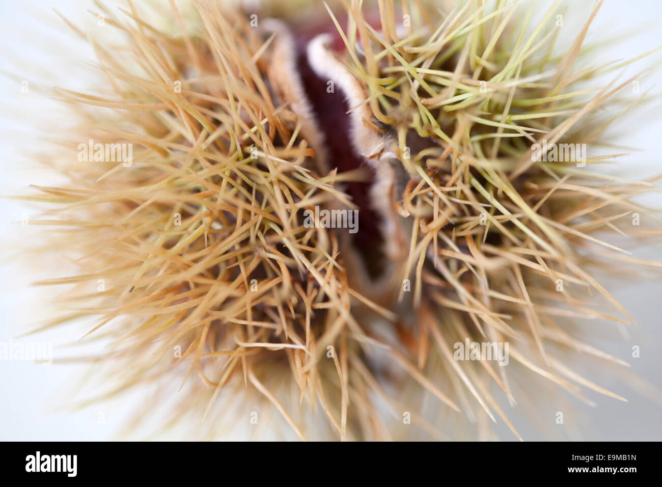 Horse chestnut shell hi-res stock photography and images - Alamy
