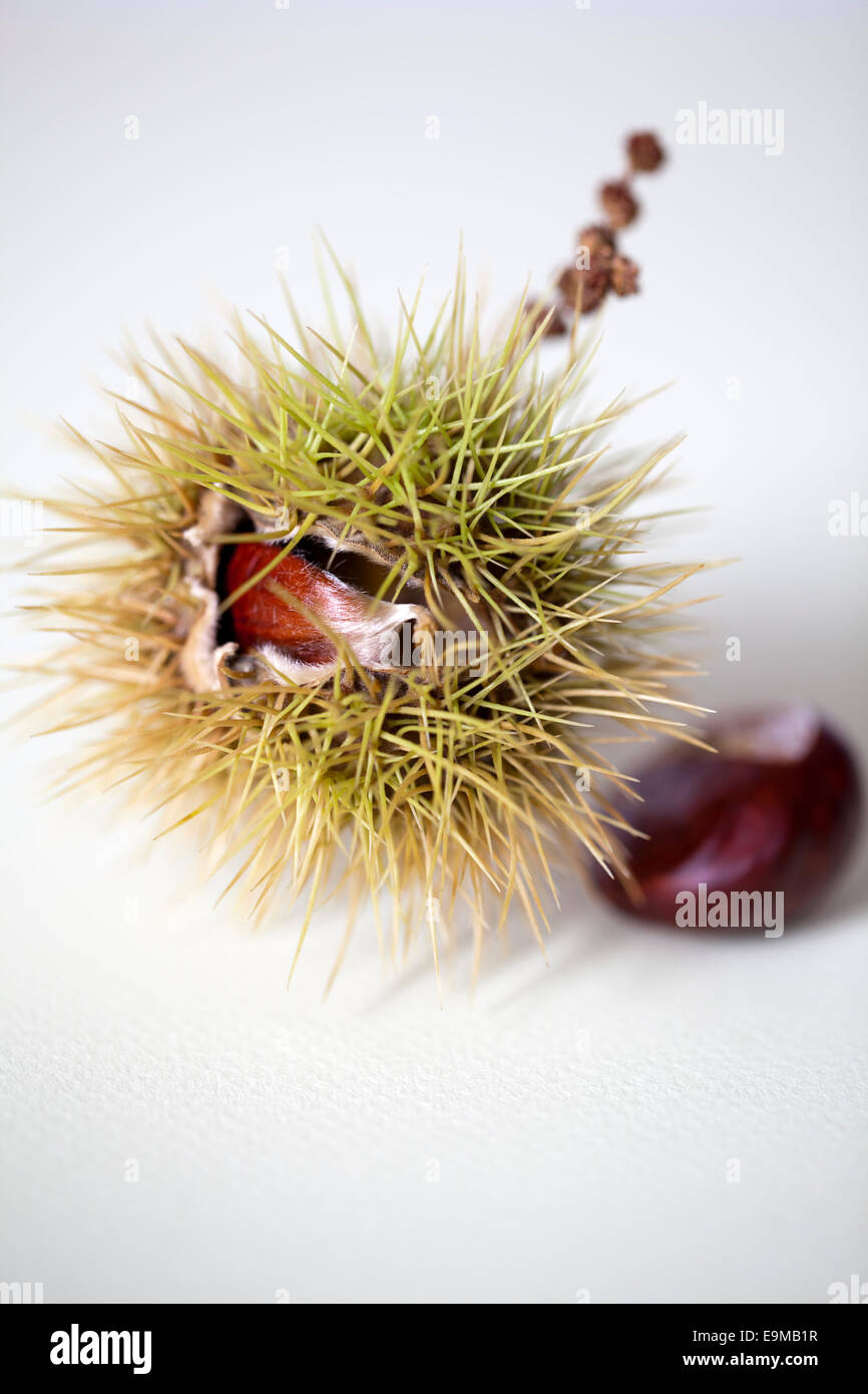 Conker spiky shell hi-res stock photography and images - Alamy