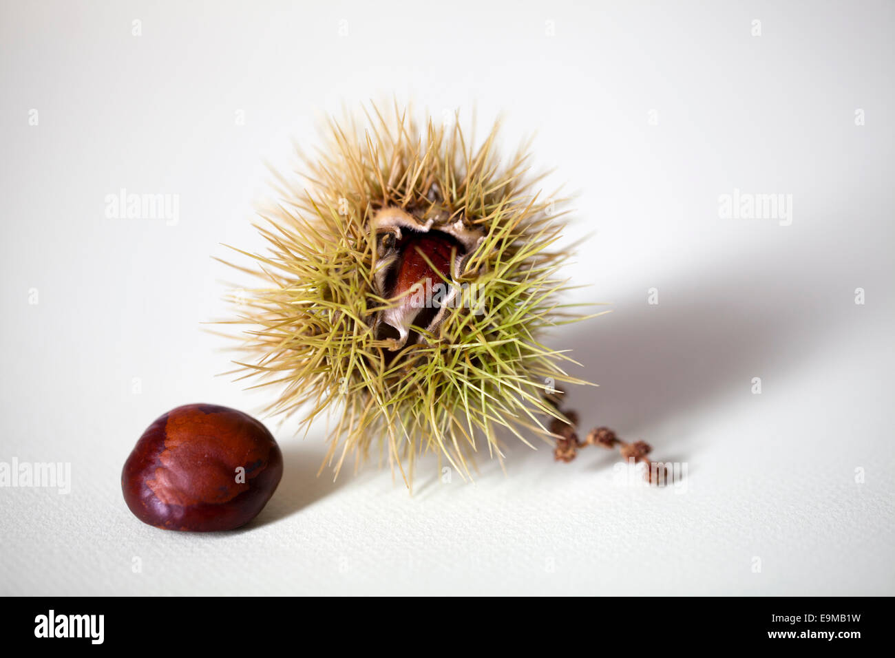 Chestnut spiky pod hi-res stock photography and images - Alamy