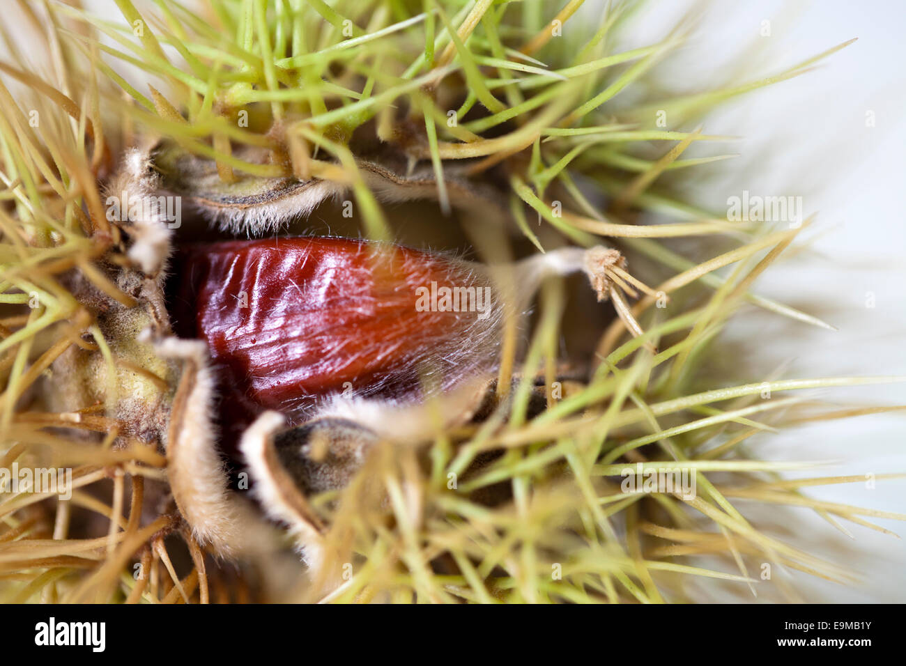 Horse chestnut shell hi-res stock photography and images - Alamy
