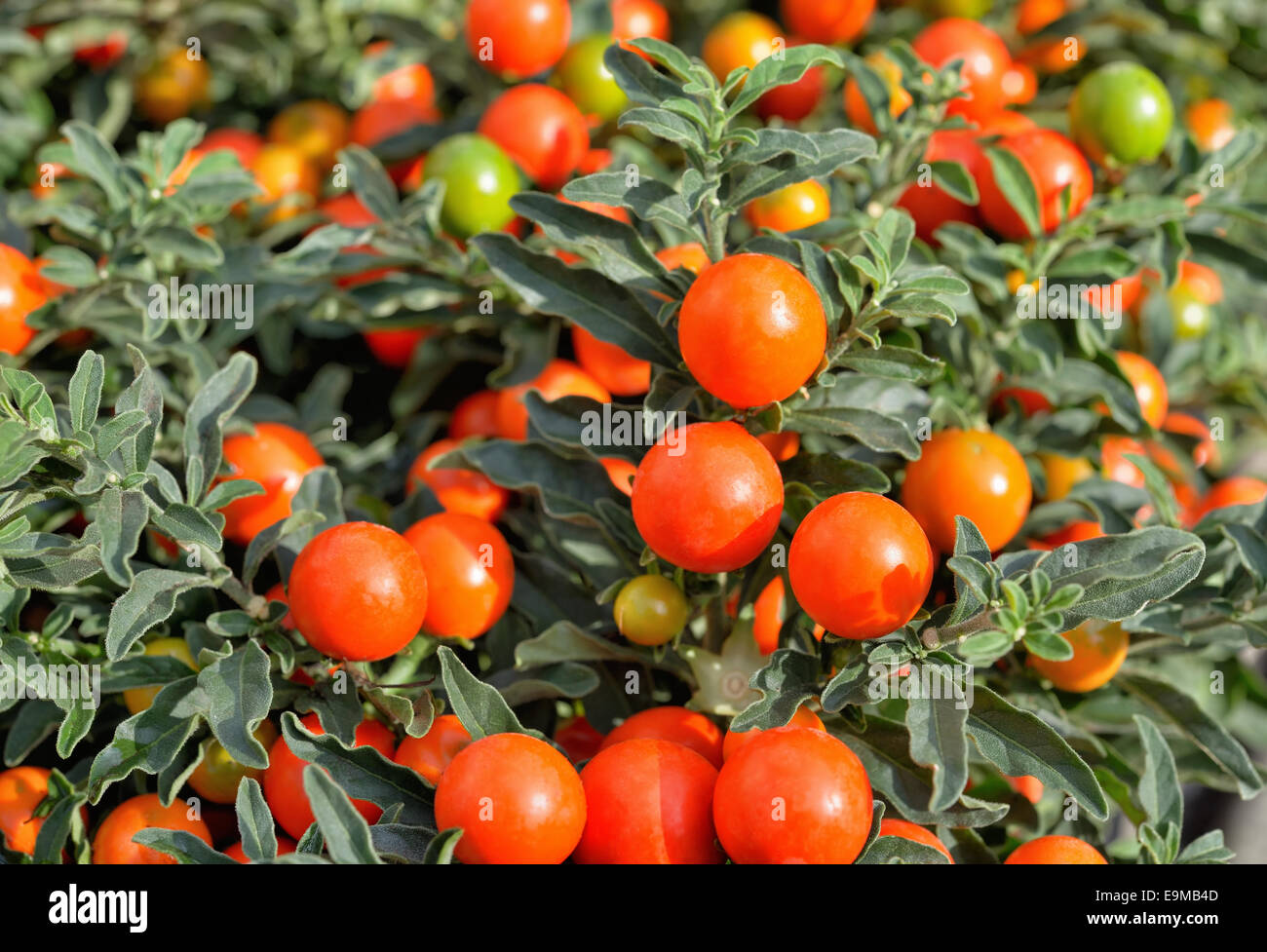 Solanum capsicastrum hi-res stock photography and images - Alamy