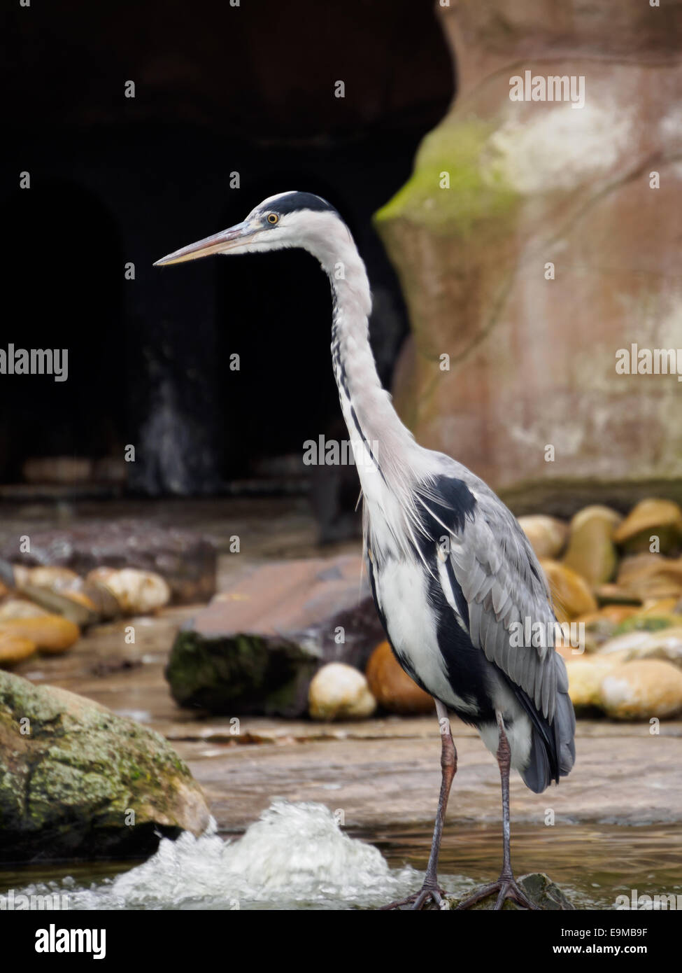 Tall standing bird hi-res stock photography and images - Alamy