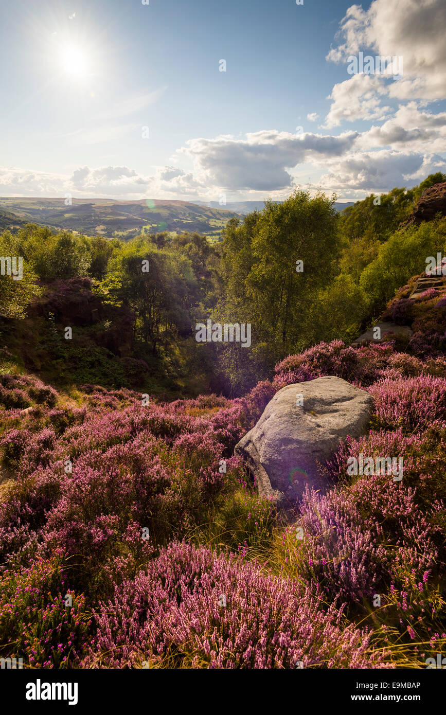 Peak District Derbyshire rugged moorland covered in purple heather ...