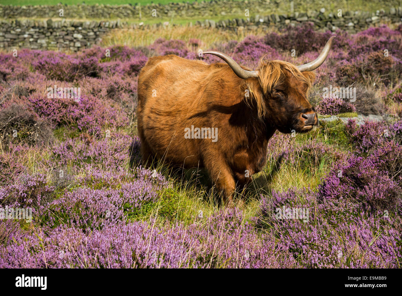Peak district highland cow hi-res stock photography and images - Alamy