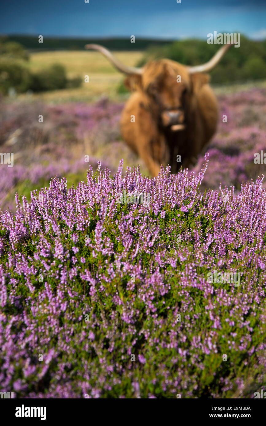 Peak district highland cow hi-res stock photography and images - Alamy