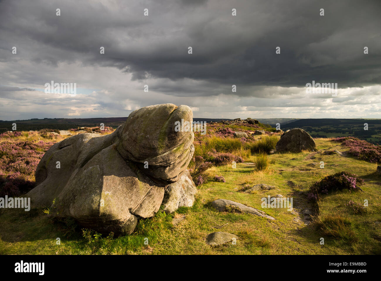 Peak District Derbyshire rugged moorland covered in purple heather ...