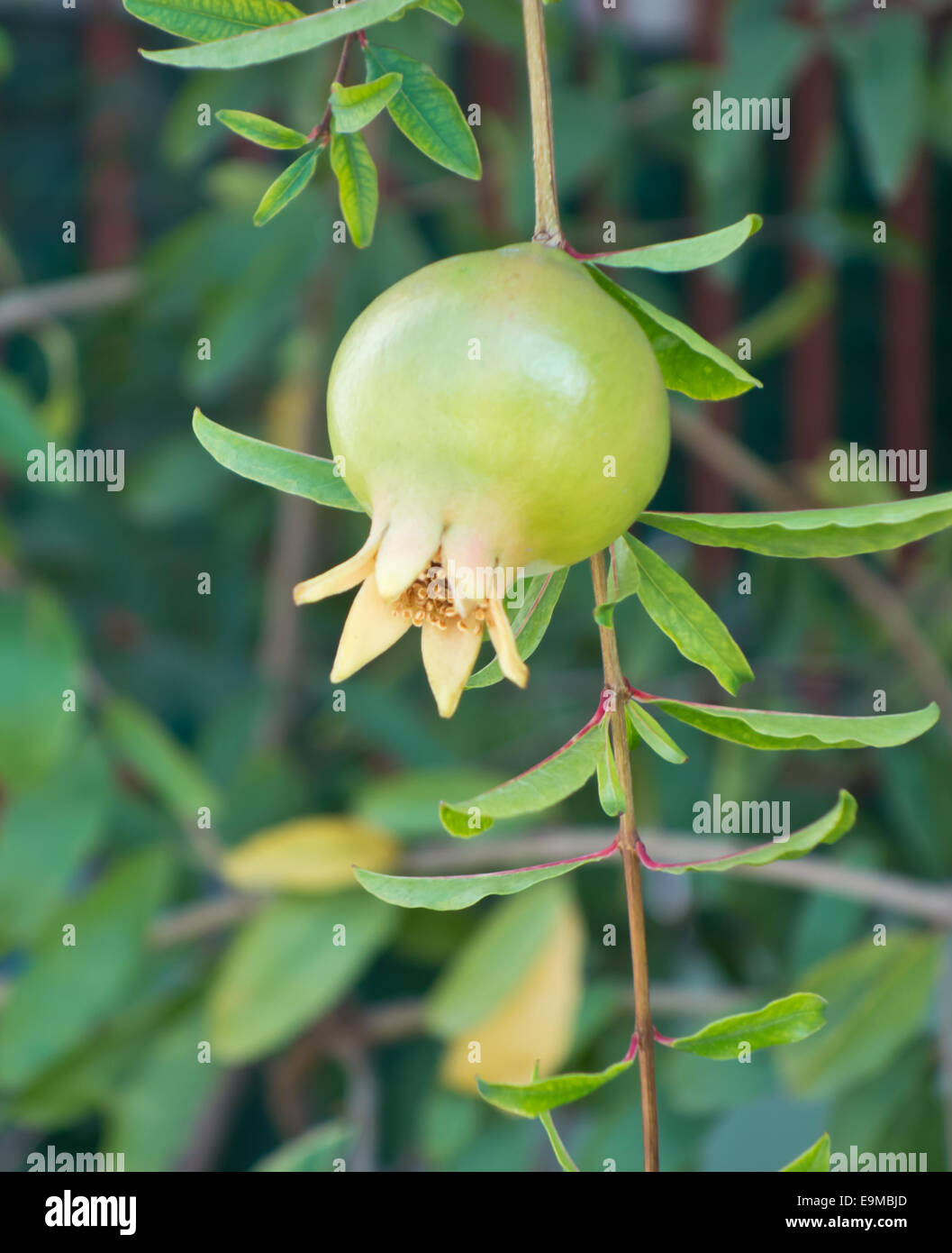 Wild pomegranate hi-res stock photography and images - Alamy