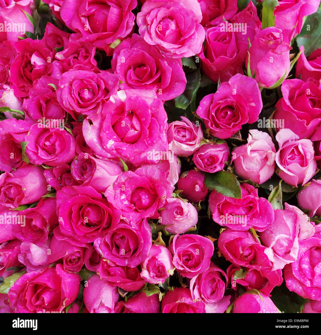 red rose background Stock Photo - Alamy