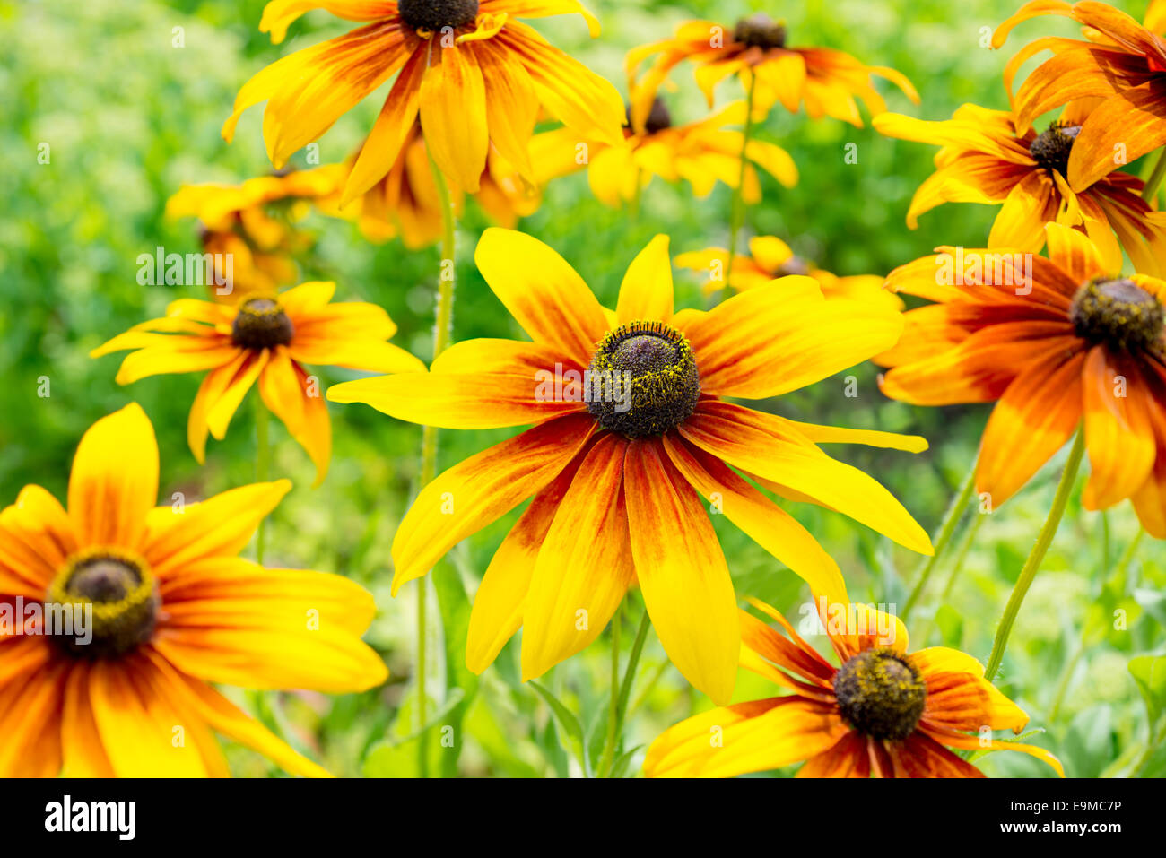 Rudbeckia yellow in nature Stock Photo - Alamy