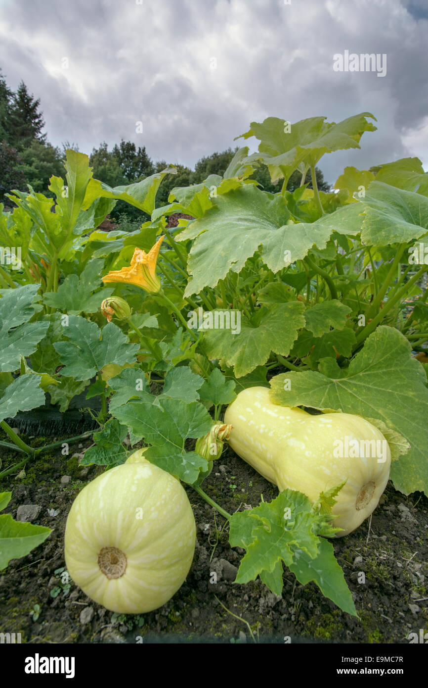 Butternut squashes growing in a cottage garden Stock Photo - Alamy