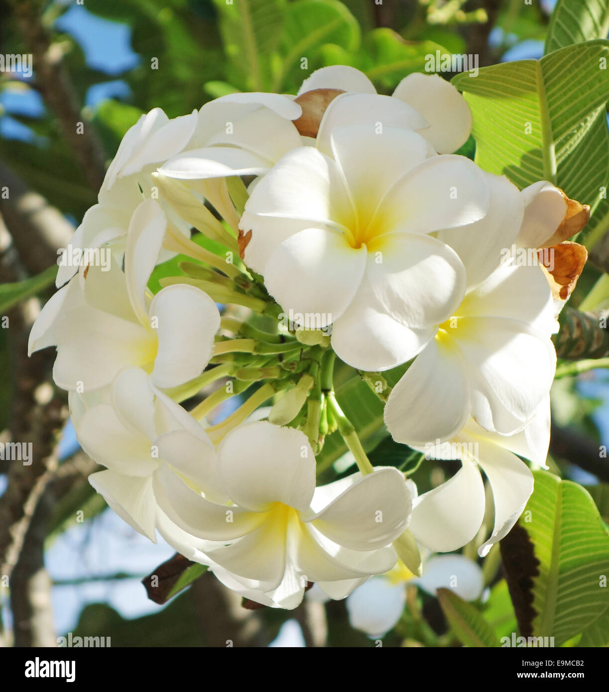 Plumeria tree hi-res stock photography and images - Alamy