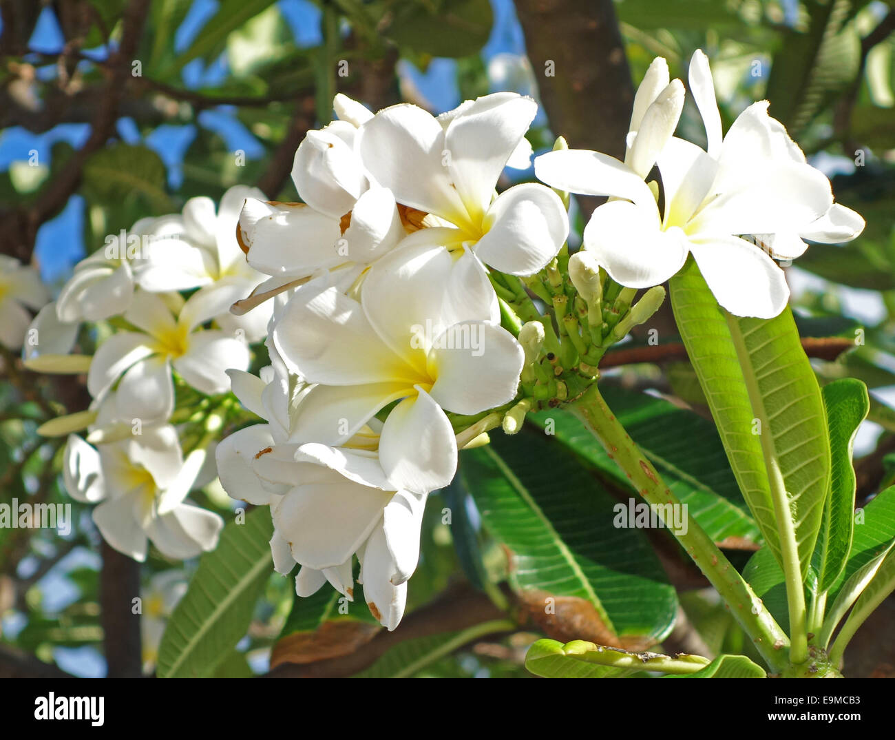 Plumeria tree hi-res stock photography and images - Alamy