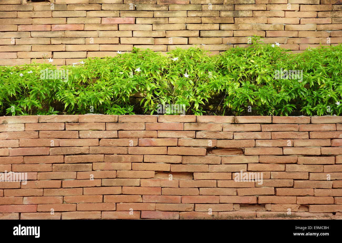brick wall with flowers Stock Photo - Alamy