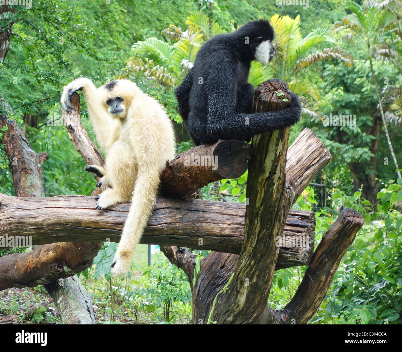 two gibbons on the tree Stock Photo - Alamy
