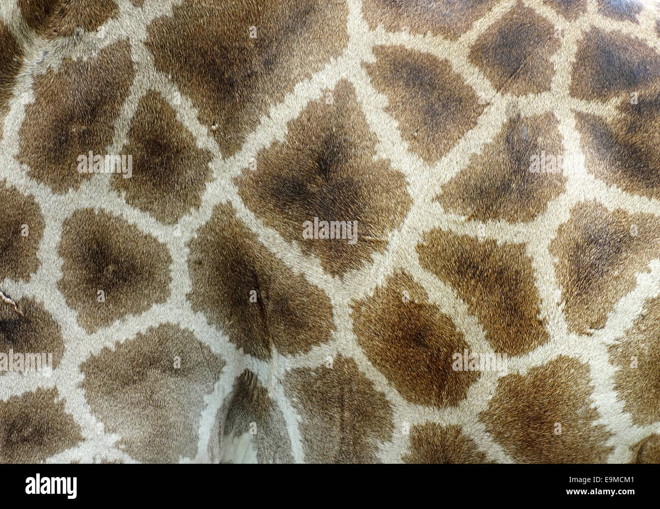 giraffe skin background Stock Photo - Alamy