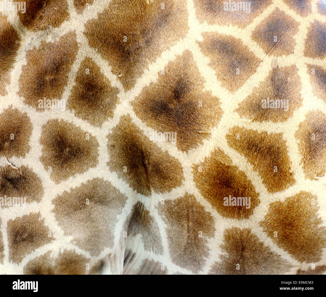 Giraffe texture hi-res stock photography and images - Alamy