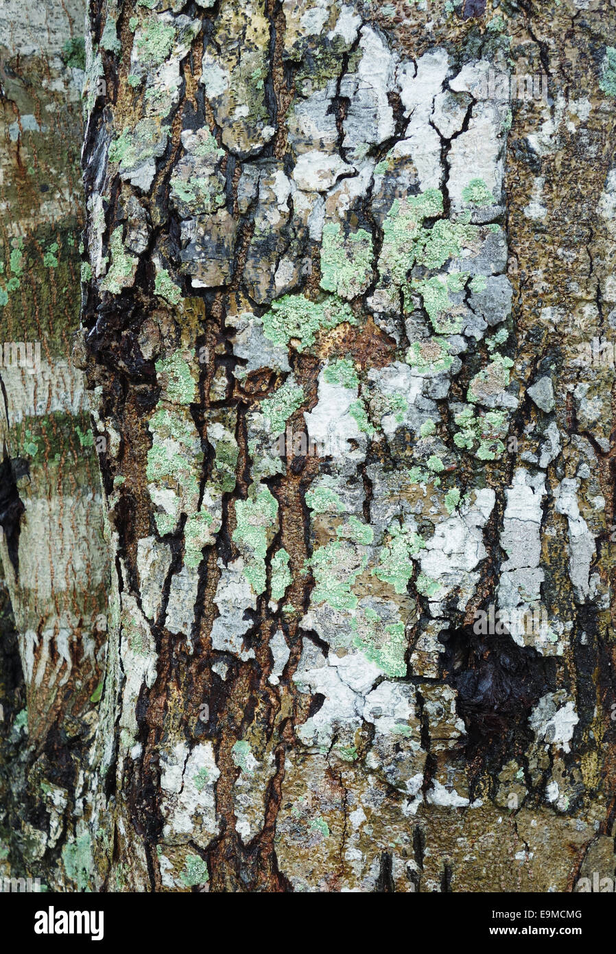 Old Bark Texture High Resolution Stock Photography and Images - Alamy
