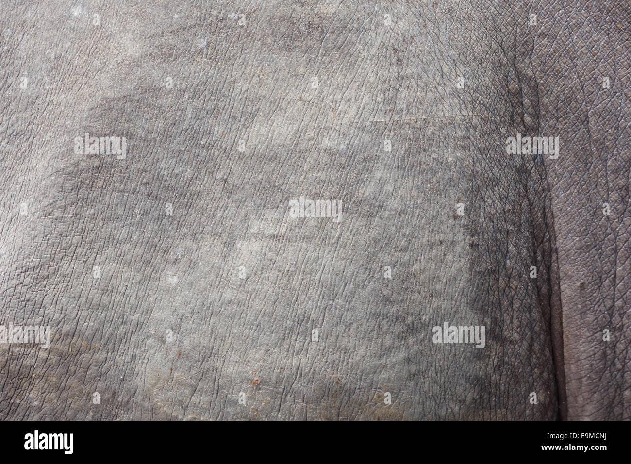 rhino skin texture Stock Photo - Alamy