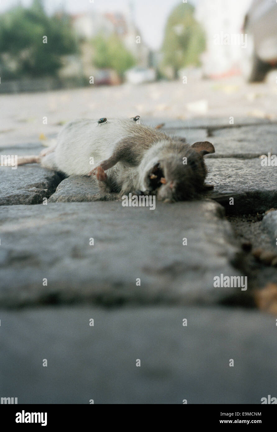 Decaying Corpse High Resolution Stock Photography and Images - Alamy