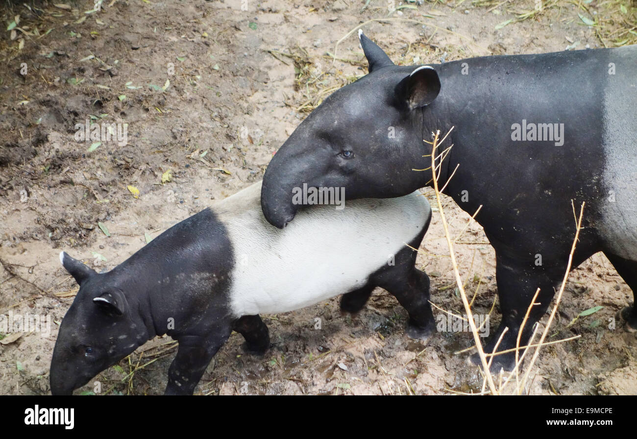 Malayan Tapir Mother And Baby