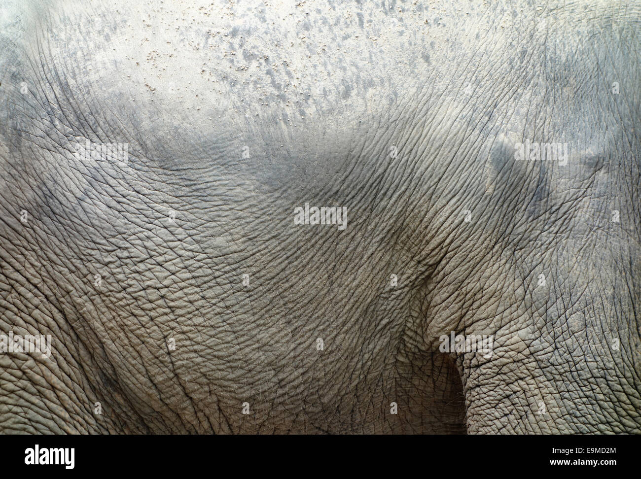 elephant skin texture Stock Photo - Alamy