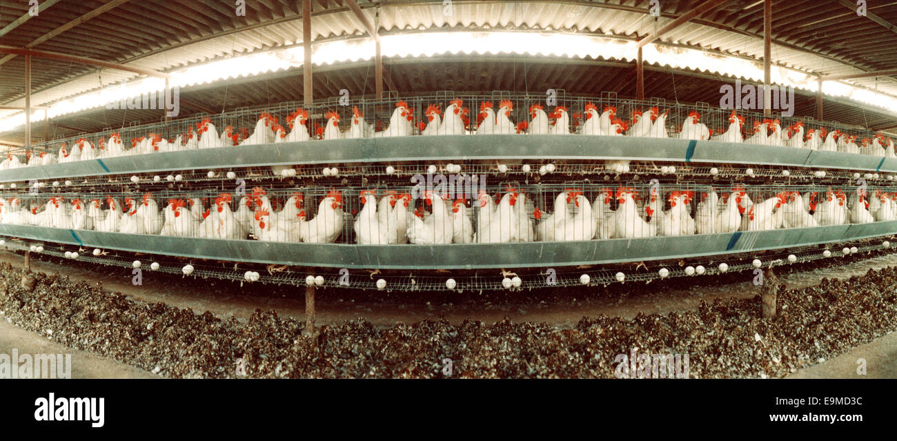 Poultry farm germany hi-res stock photography and images - Alamy