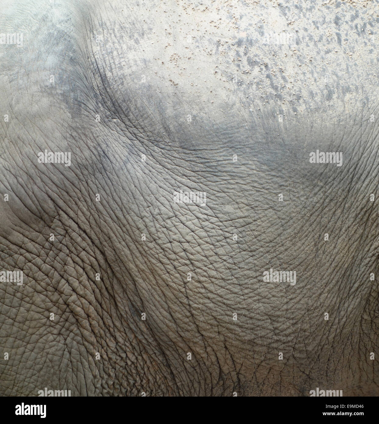 elephant skin texture Stock Photo - Alamy