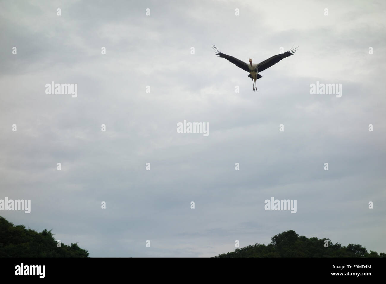 bird and dramatic sky Stock Photo - Alamy