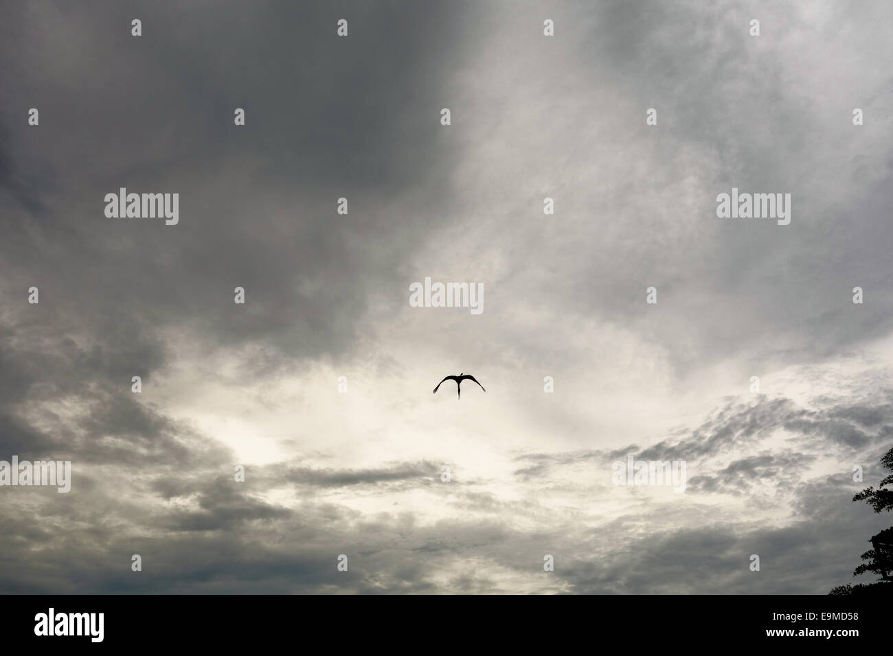 bird and dramatic sky Stock Photo - Alamy