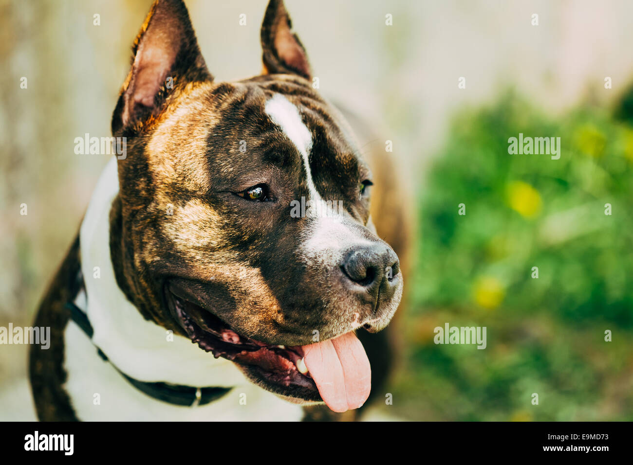 Staffordshire terrier head hi-res stock photography and images - Alamy