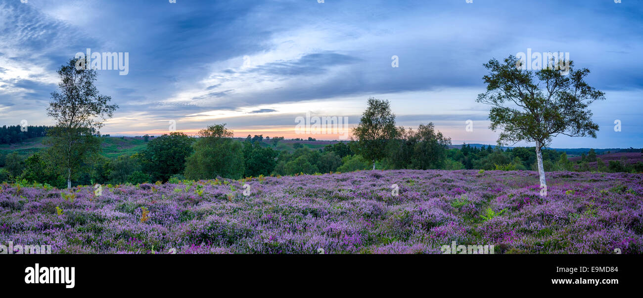 Purple heather in bloom in the New forset National Park in Hampshire ...