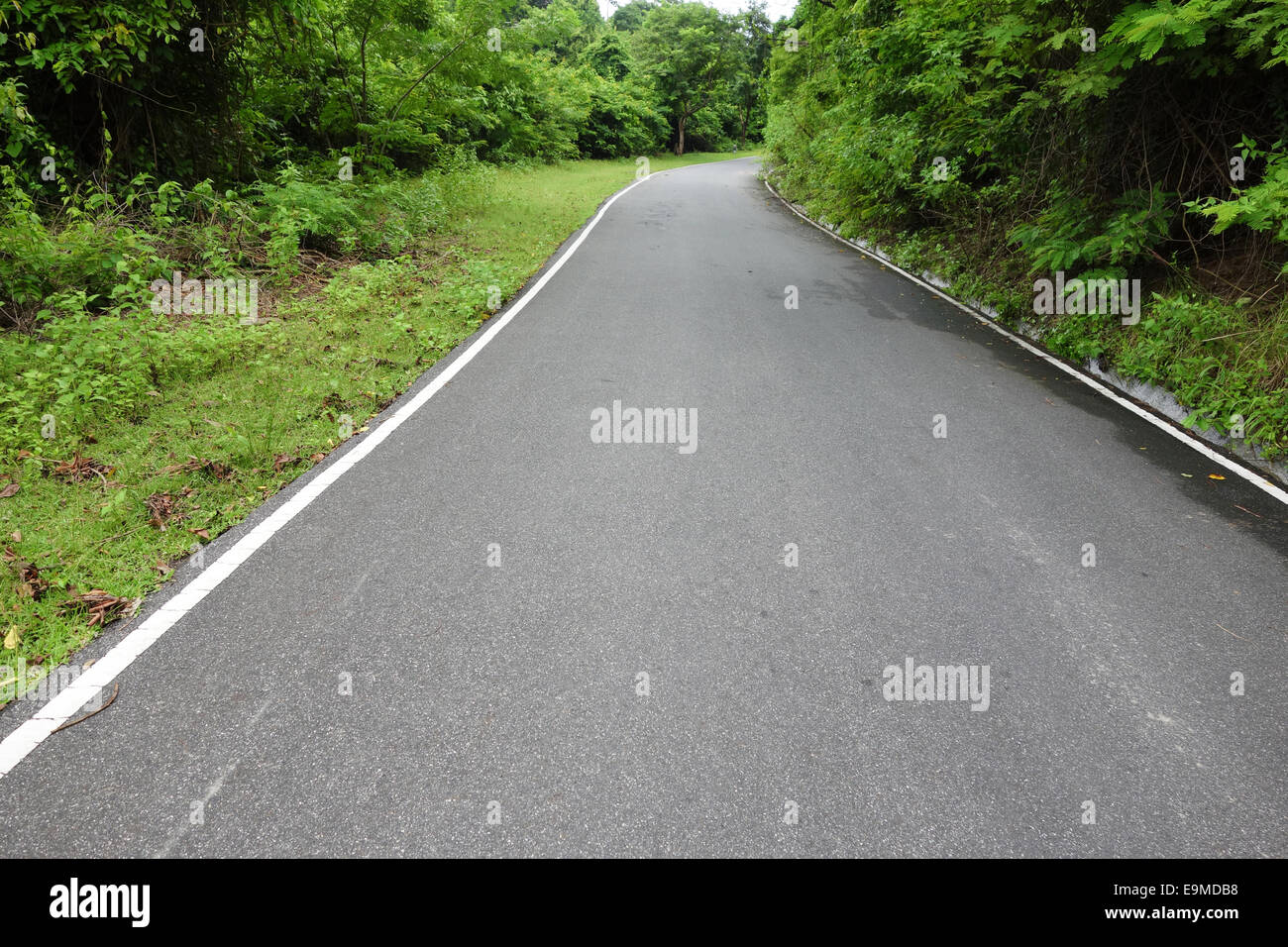 road in jungle Stock Photo - Alamy