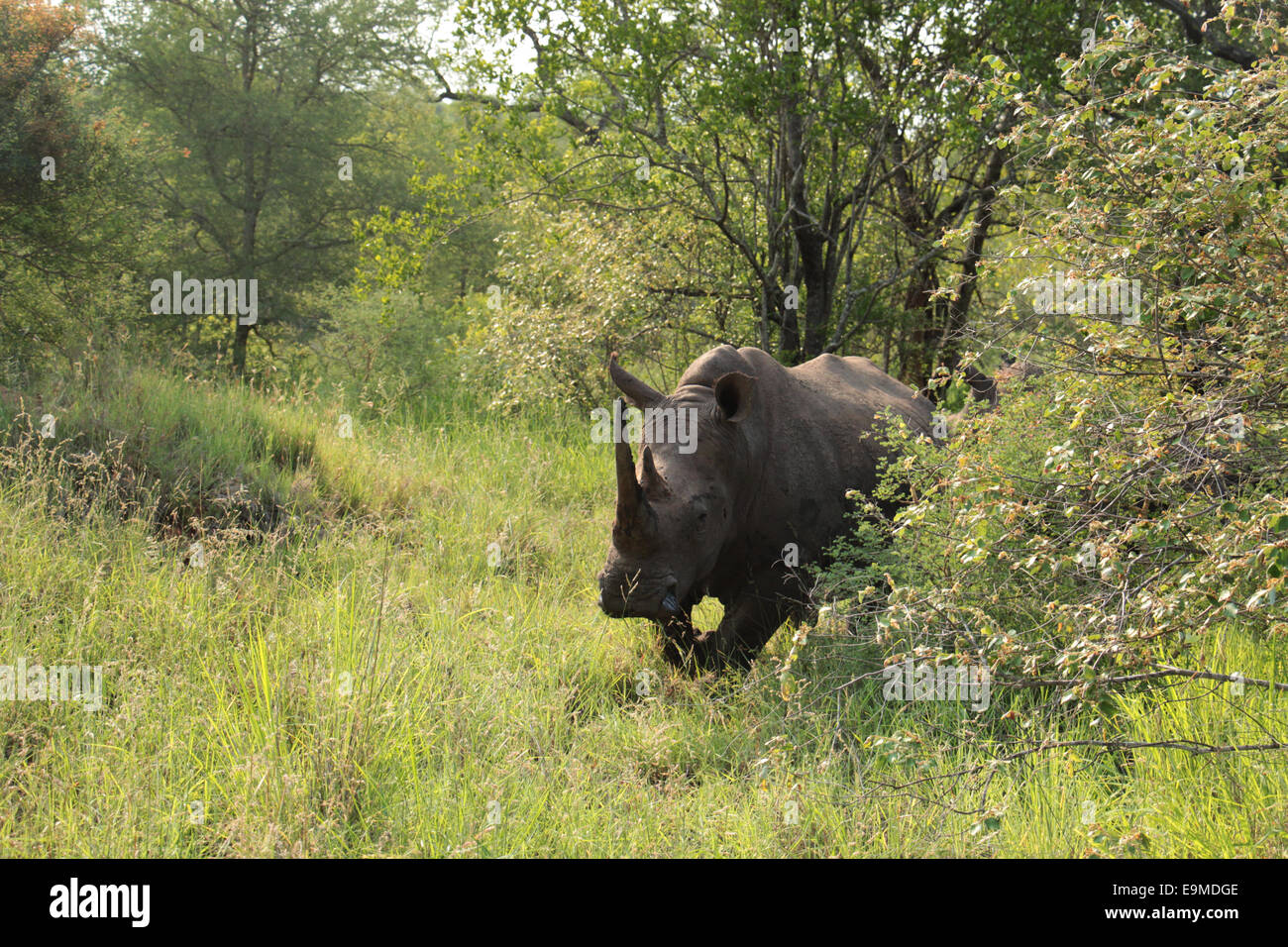 White rhino front view hi-res stock photography and images - Alamy